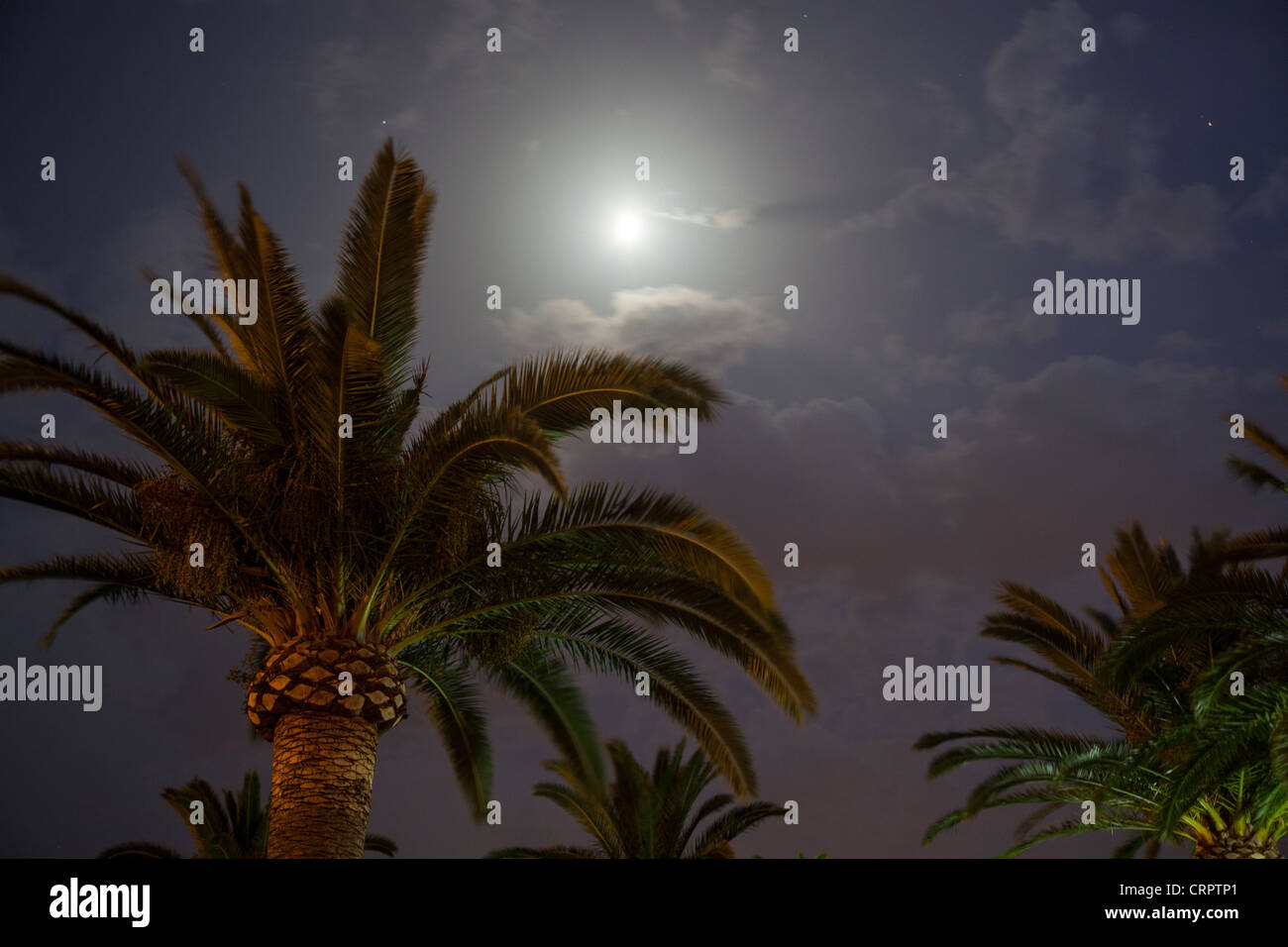 Illuminated palm trees at night hi-res stock photography and images - Alamy