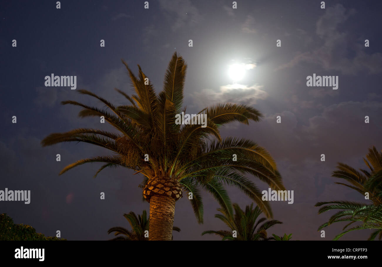 Palm trees at night illuminated by the moon light Stock Photo - Alamy