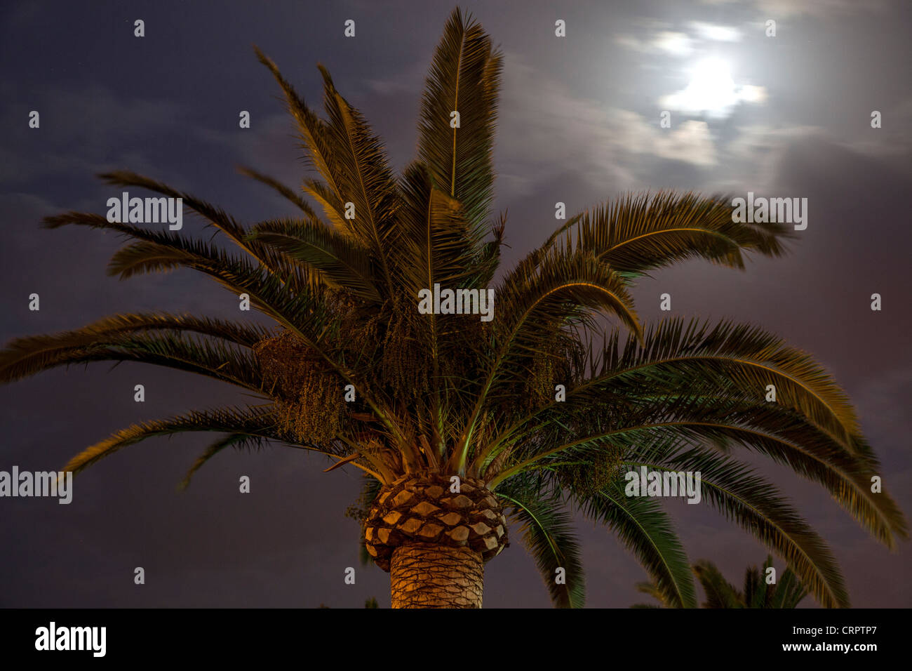 Night time trees hi-res stock photography and images - Alamy