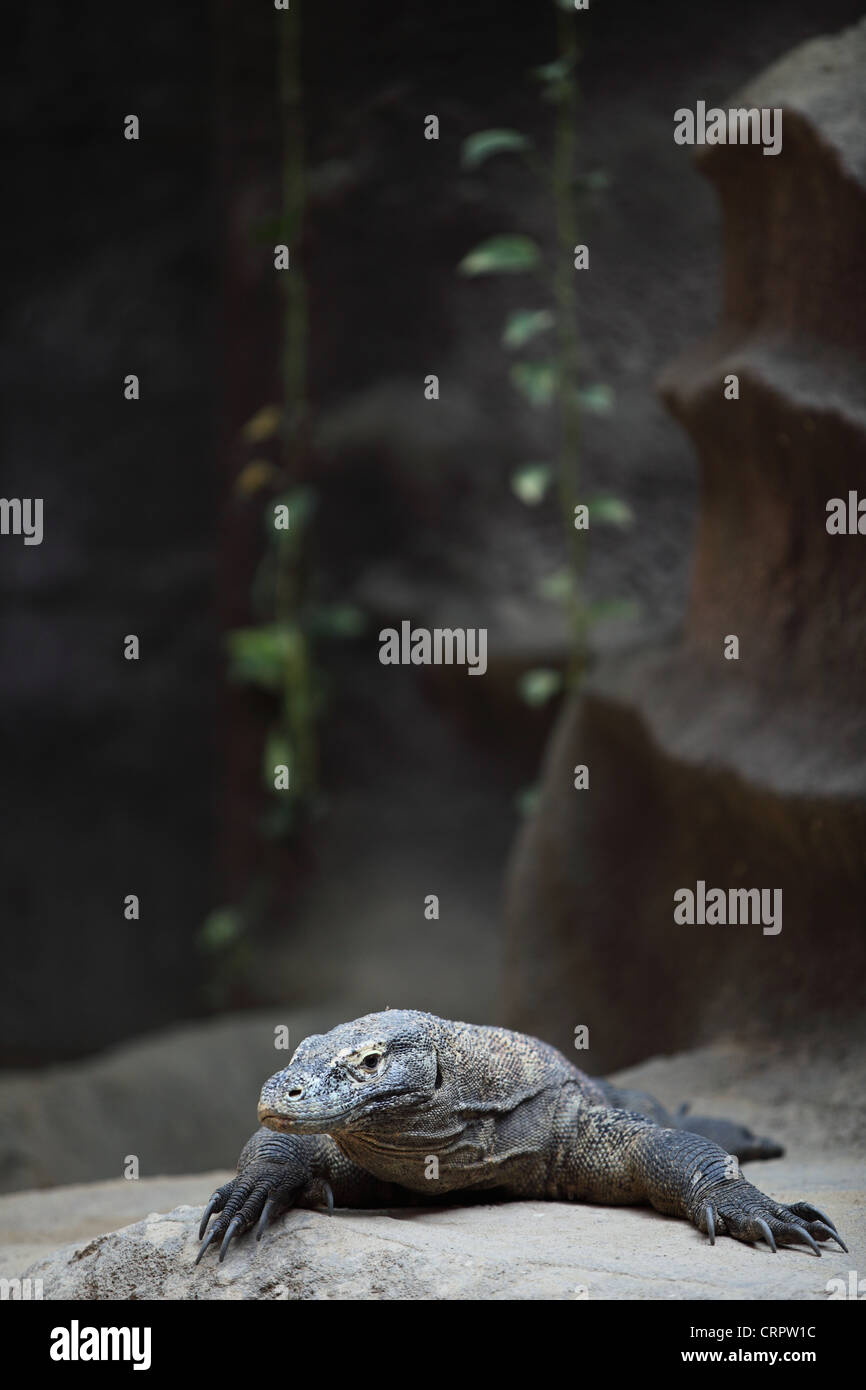 Deadly varan hi-res stock photography and images - Alamy