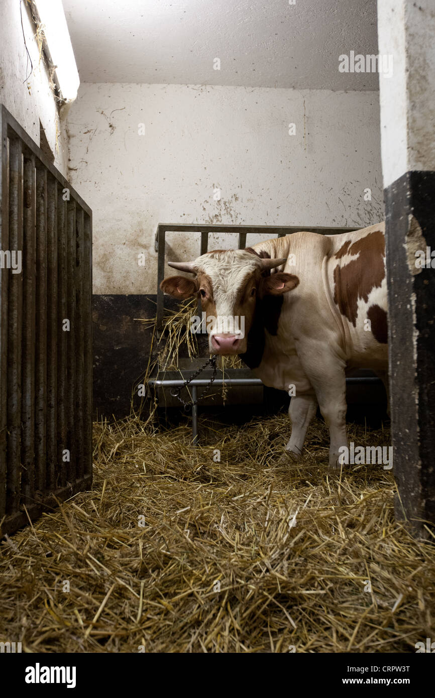 Door to a cowshed hi-res stock photography and images - Alamy
