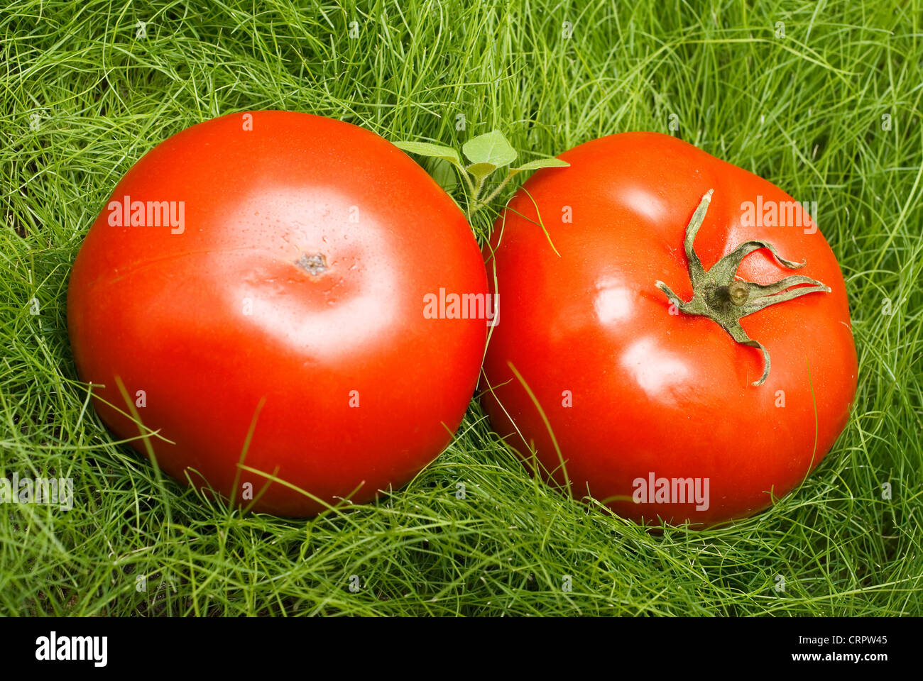 two tomatoes in green grass Stock Photo - Alamy