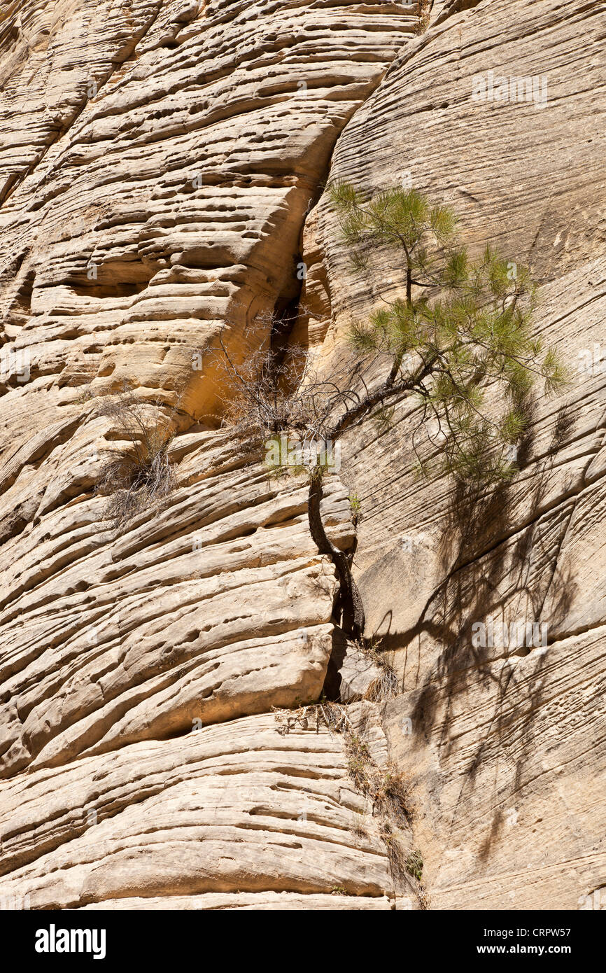 A tree growing in a rock face in Lick Wash Trail in southern Utah USA ...