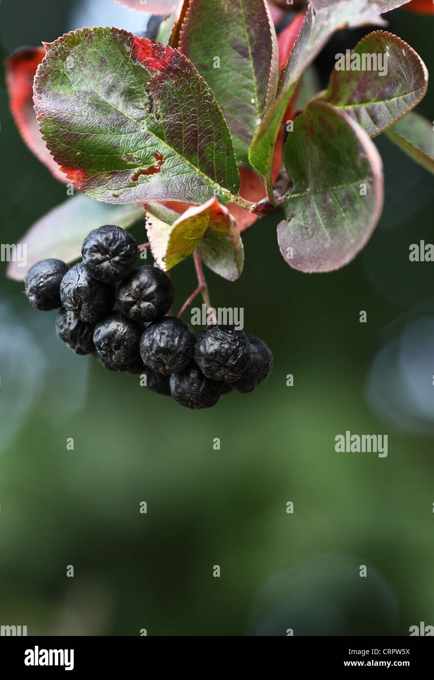 Black ashberry/ Black rowan /Black chokeberry (Aronia melanocarpa ...