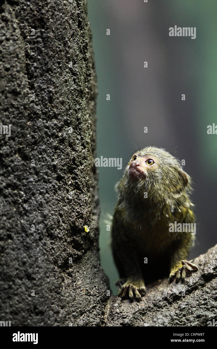 Emperor marmoset brazil hi-res stock photography and images - Alamy
