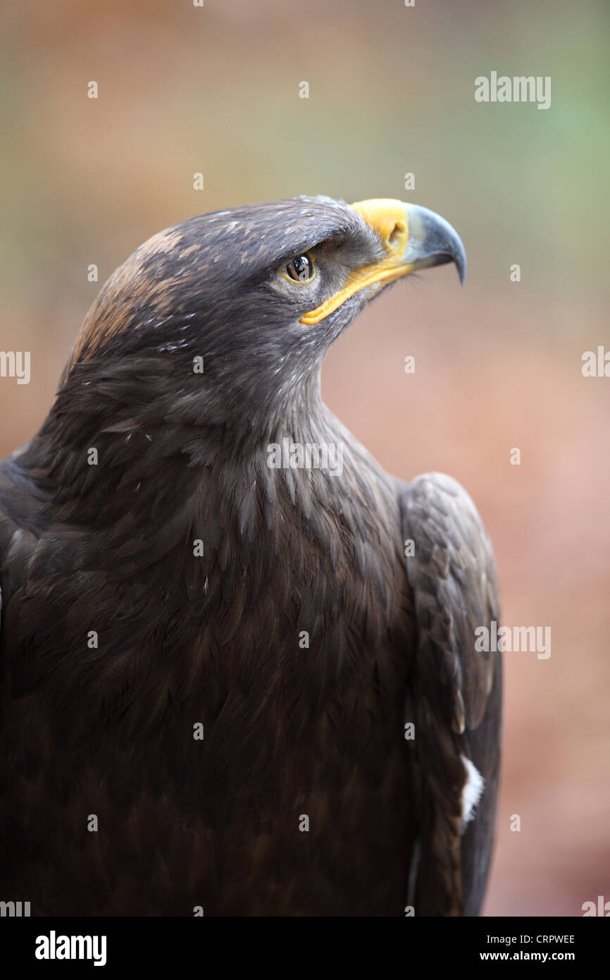 Steppe eagle - close-up portrait of this majestic bird Stock Photo - Alamy