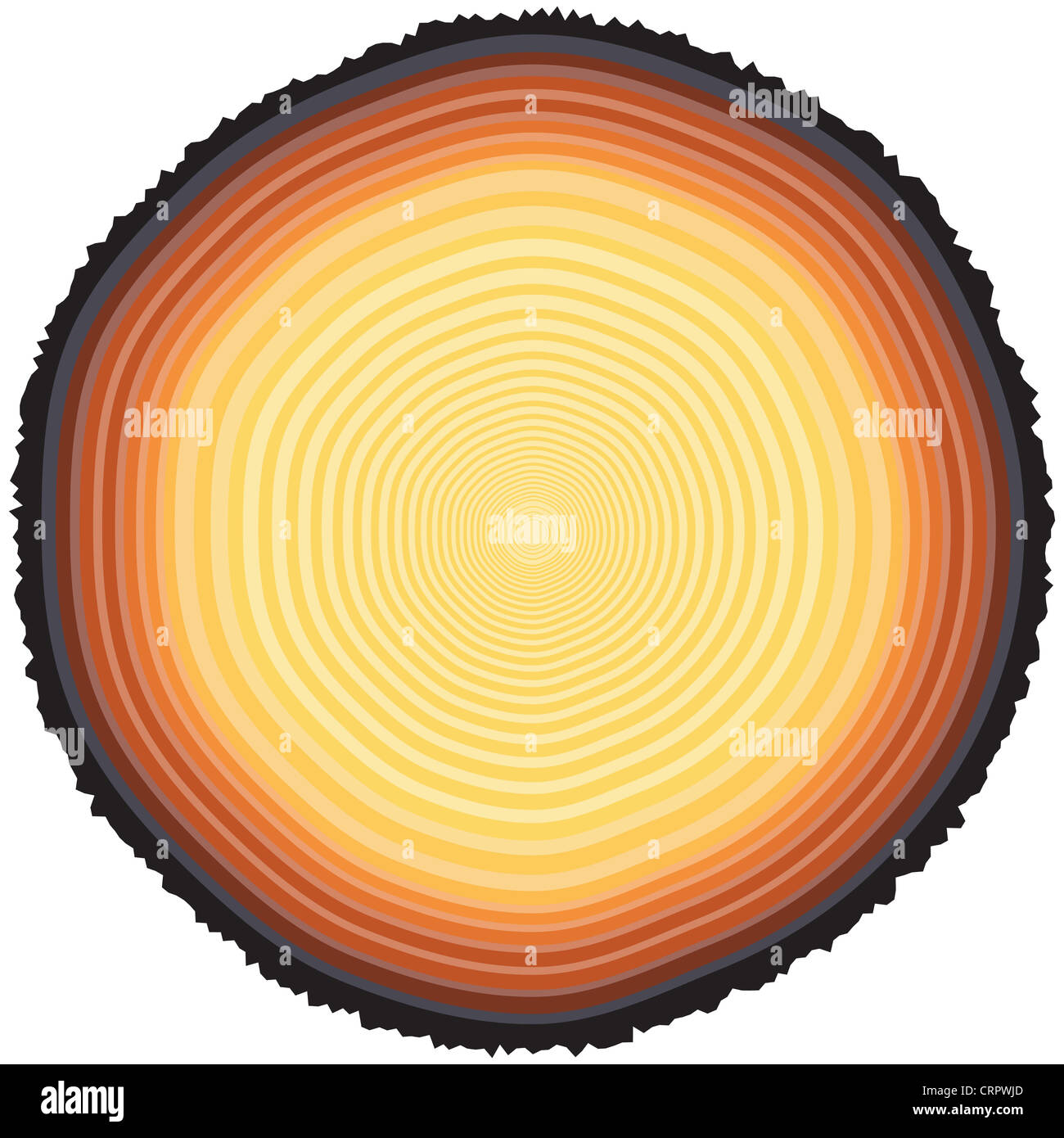 Oldest Tree Rings