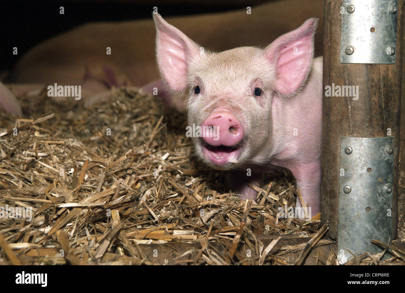 Piglet on the Green Week Stock Photo - Alamy