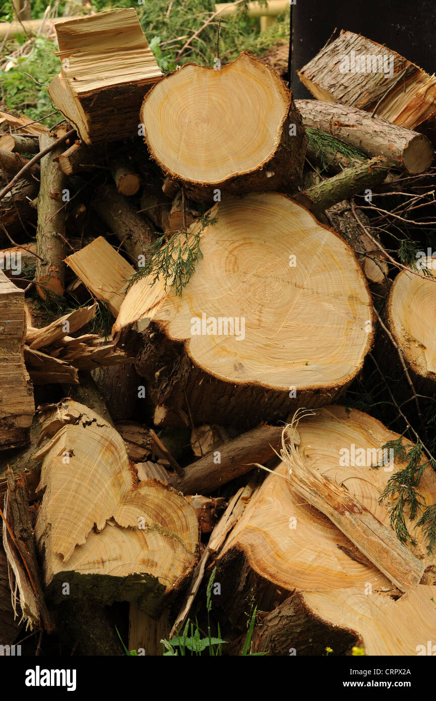 Photograph of logs piled up Stock Photo - Alamy