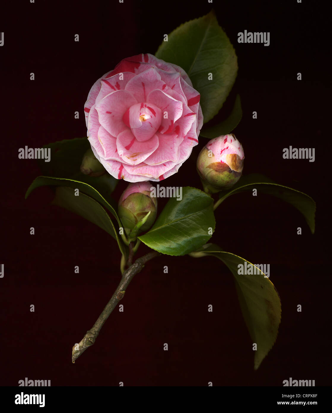 Camelia flower hi-res stock photography and images - Alamy