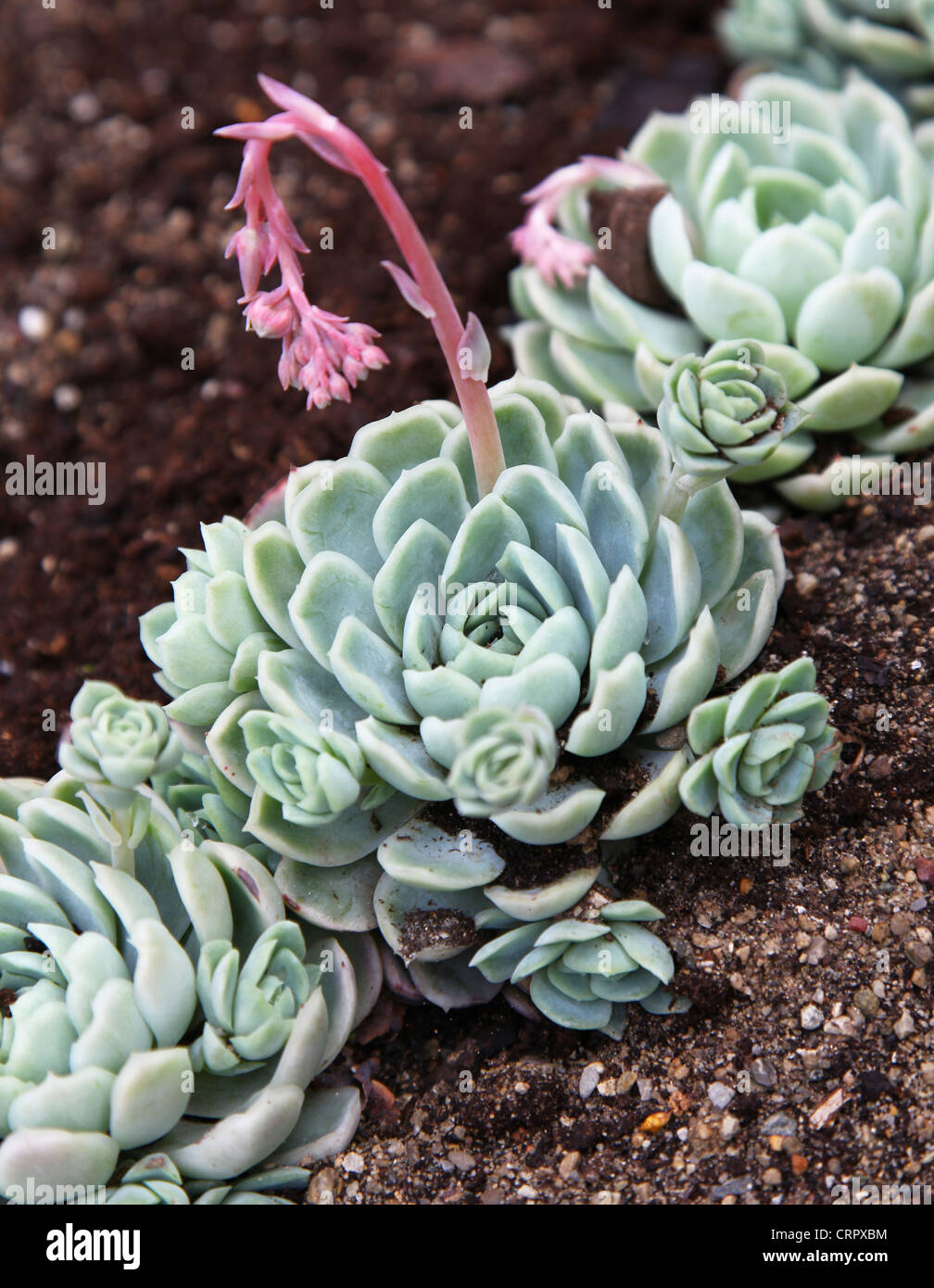 Houseleek flower hi-res stock photography and images - Alamy