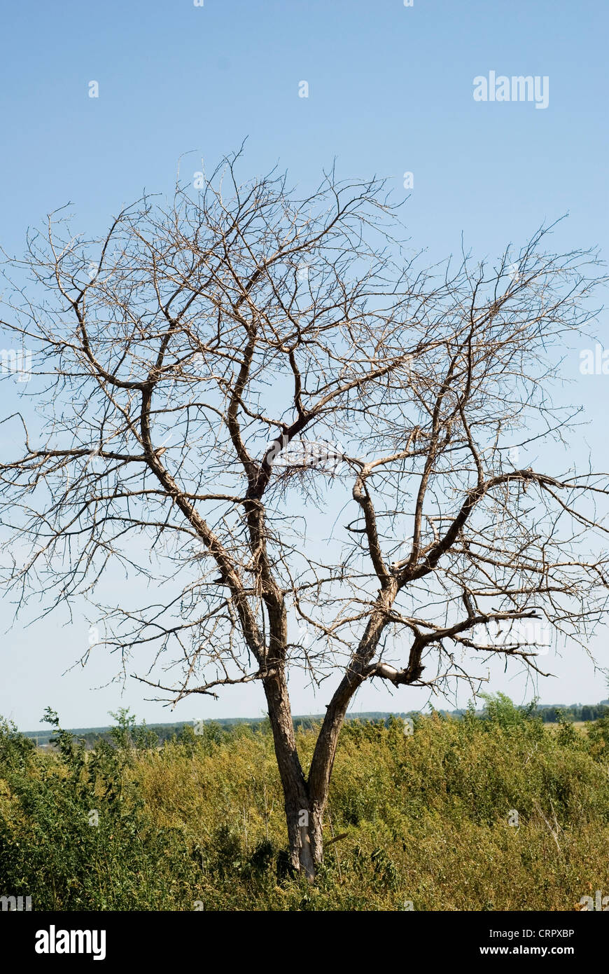 dry tree over sky background Stock Photo - Alamy