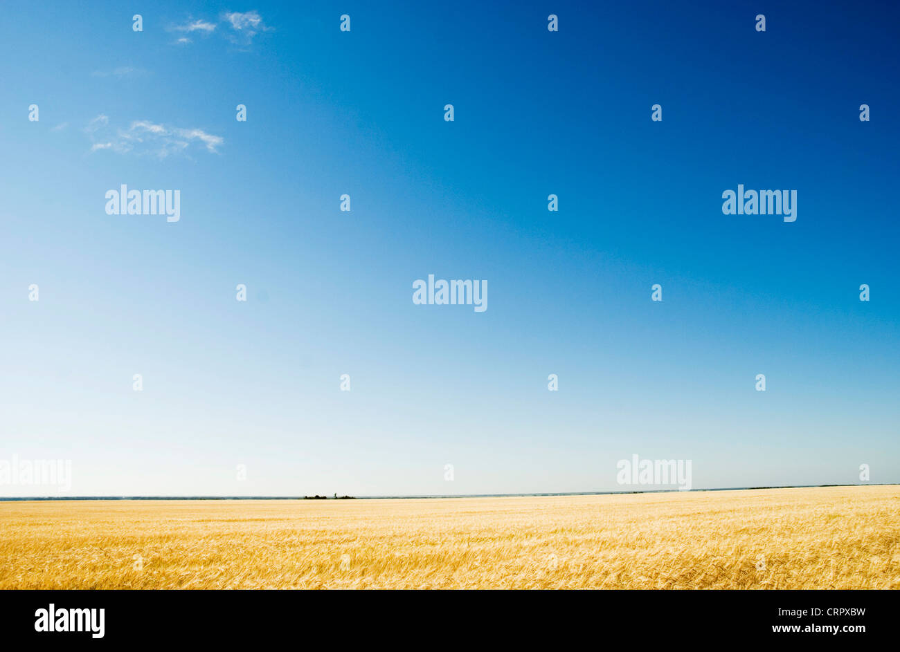 a blue sky and field Stock Photo - Alamy