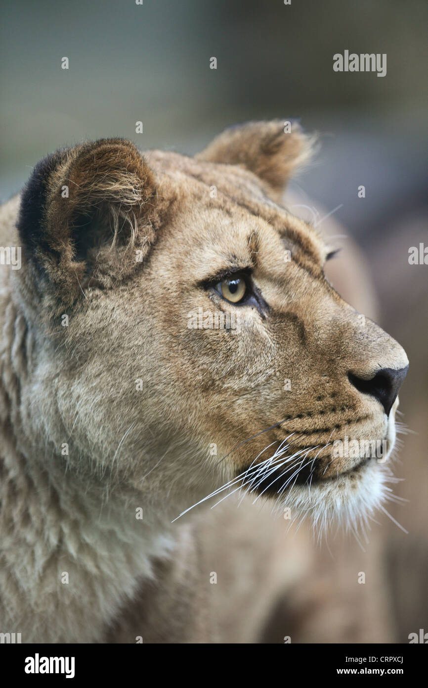 Lioness sitting side view hi-res stock photography and images - Alamy