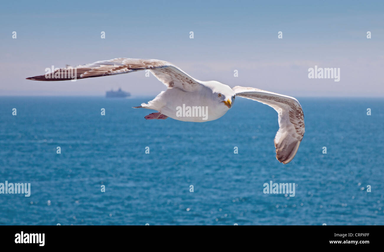 English channel ocean animals hi-res stock photography and images - Alamy