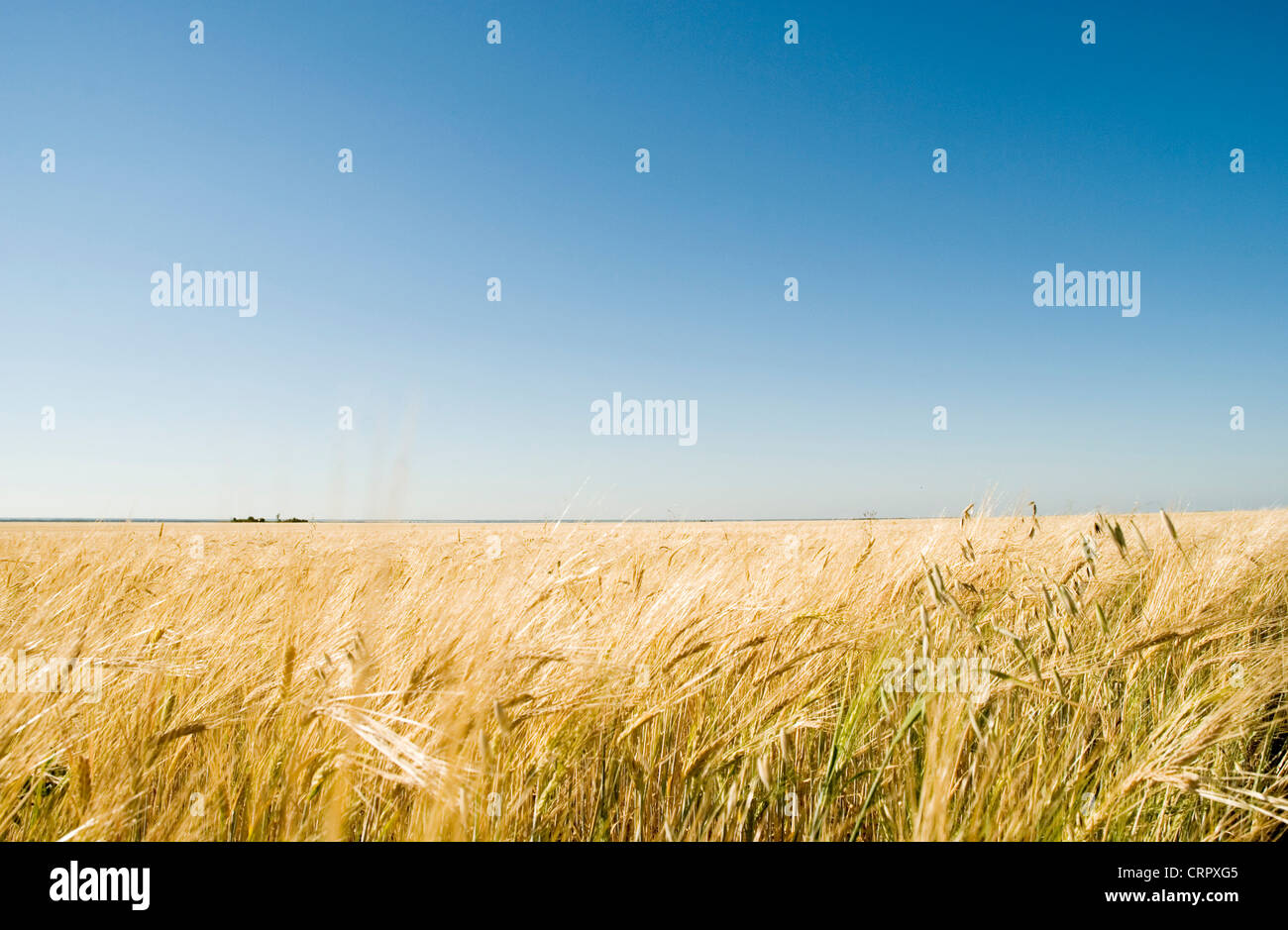 wheat field and blue sky Stock Photo - Alamy
