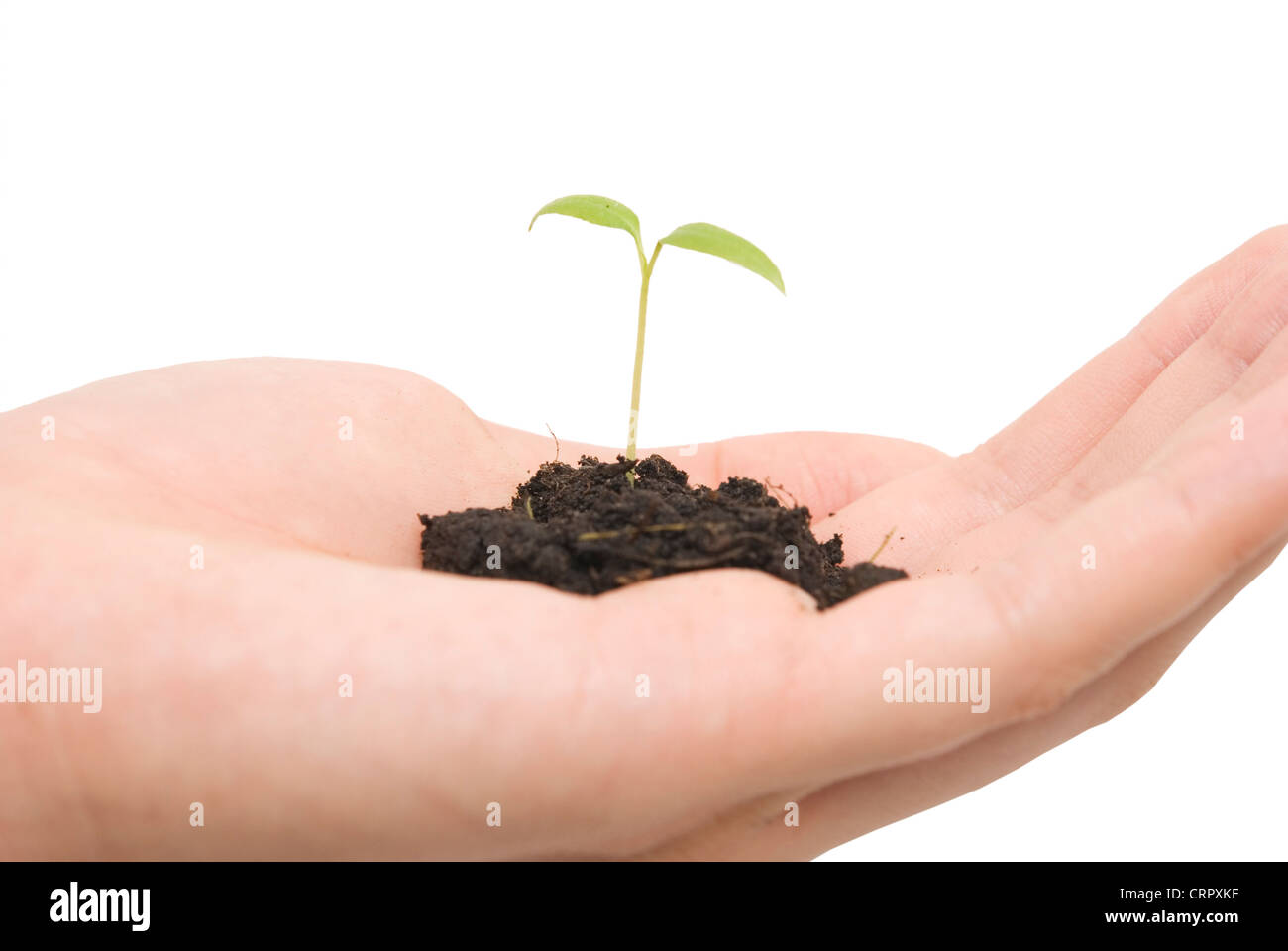 small plant and hand over white background Stock Photo - Alamy