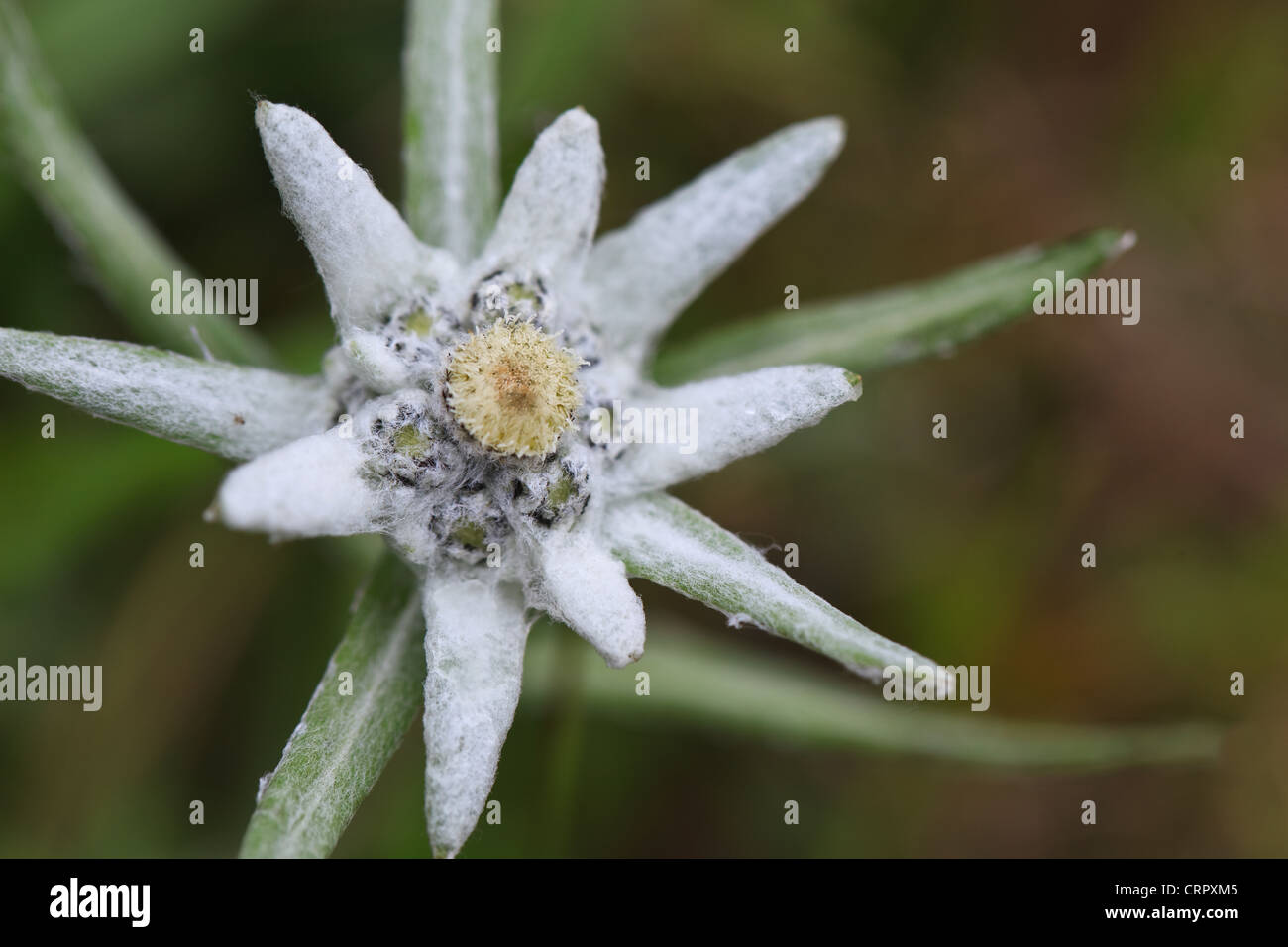 Edelweiss mountain hi-res stock photography and images - Alamy