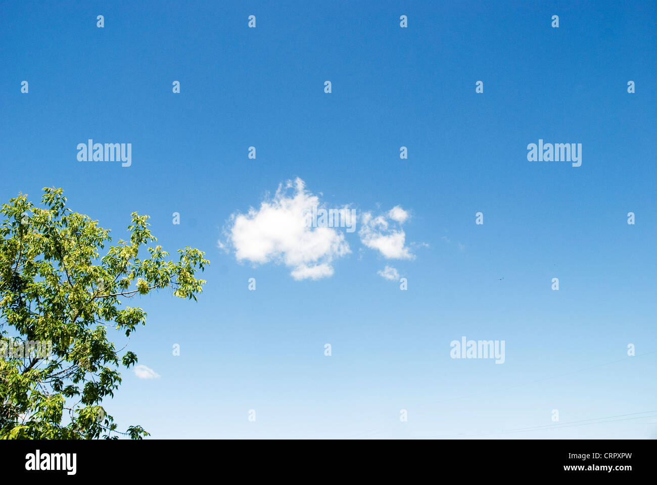 a tree over sky background Stock Photo - Alamy