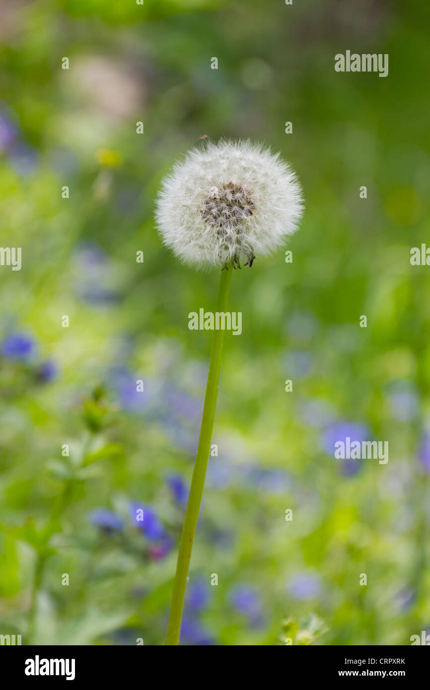 A single dandelion clock Stock Photo - Alamy
