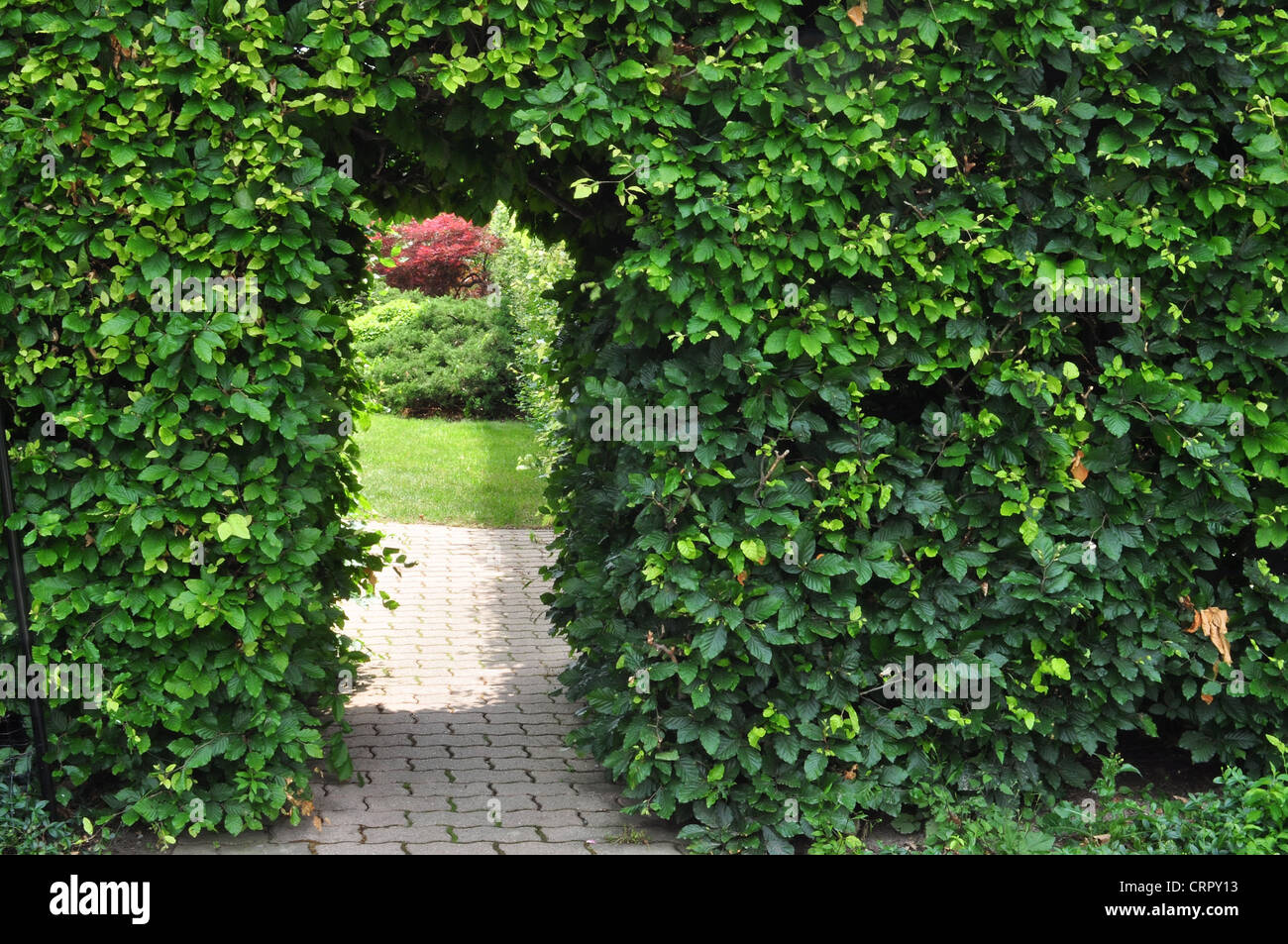 Passage Through a Hedge Stock Photo - Alamy