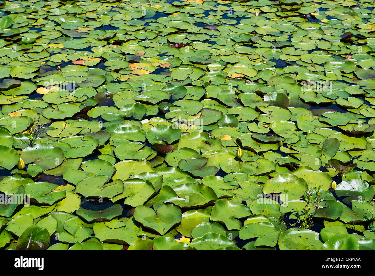 Pond water lilly hi-res stock photography and images - Alamy
