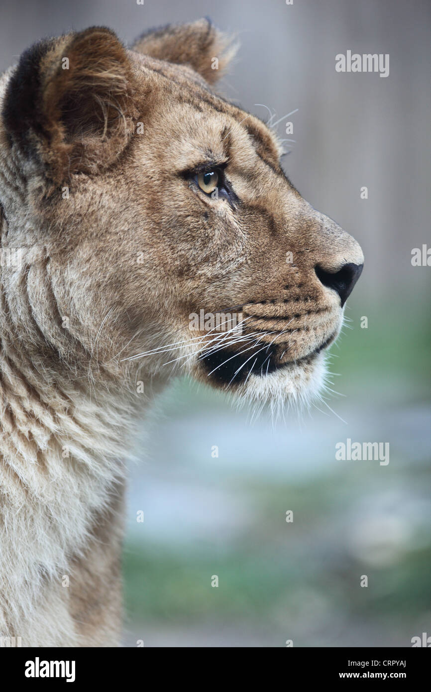 Lioness Sitting Side View High Resolution Stock Photography and Images ...