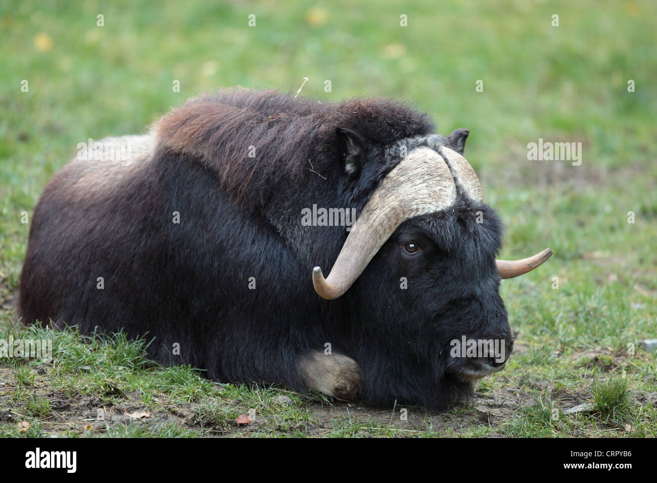 Running Musk Ox High Resolution Stock Photography and Images - Alamy