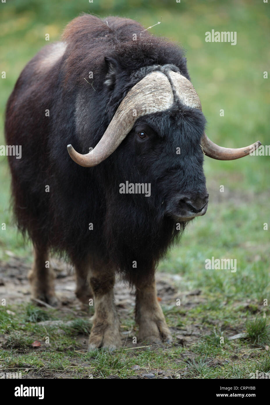 Musk ox farm hi-res stock photography and images - Alamy
