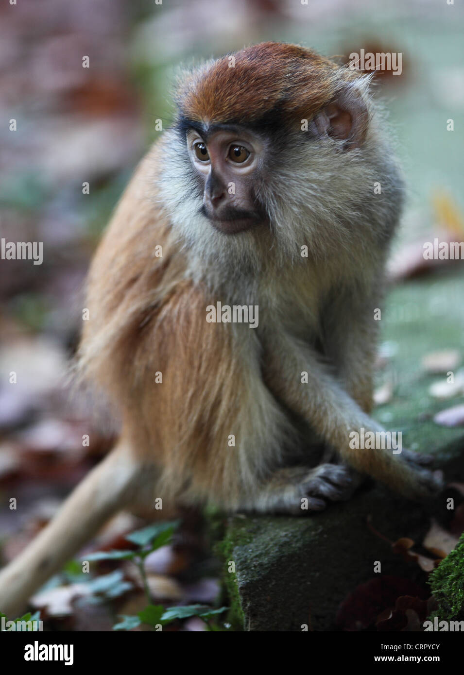 cute and lonely macaque Stock Photo - Alamy