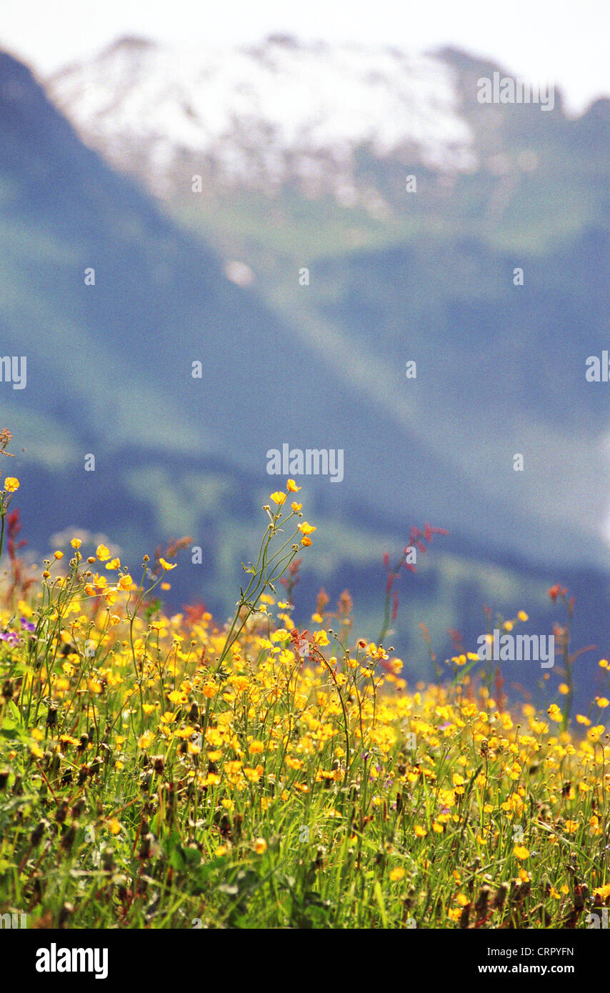 Alm in Gstaad, Switzerland Stock Photo - Alamy