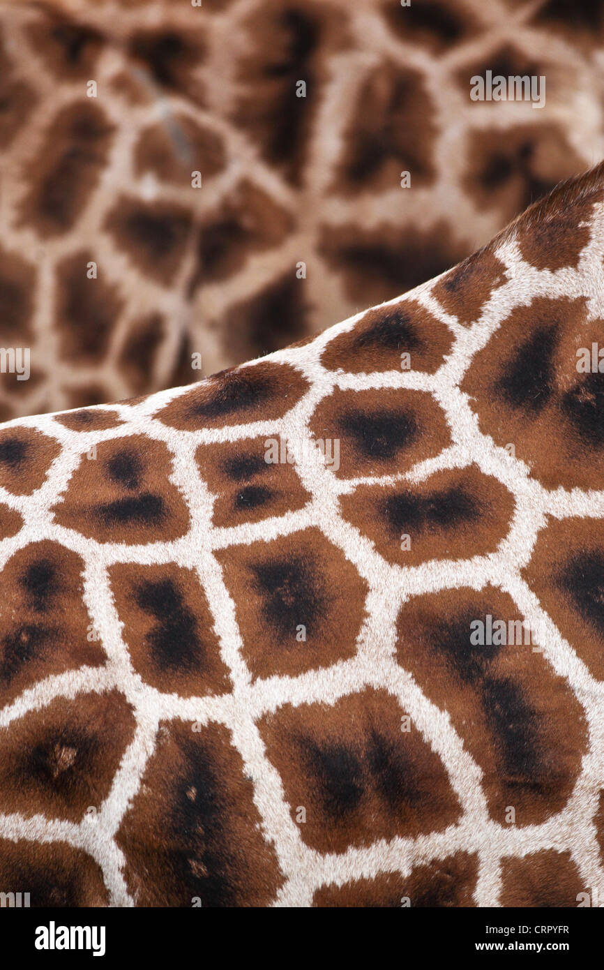 giraffe background texture Stock Photo - Alamy