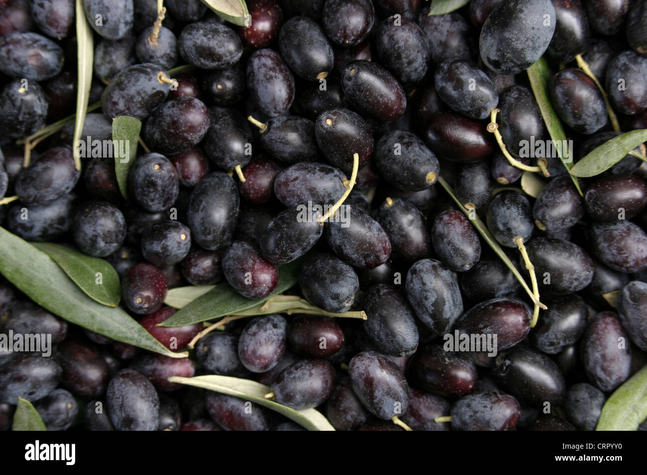 Olive oil pressing hi-res stock photography and images - Alamy