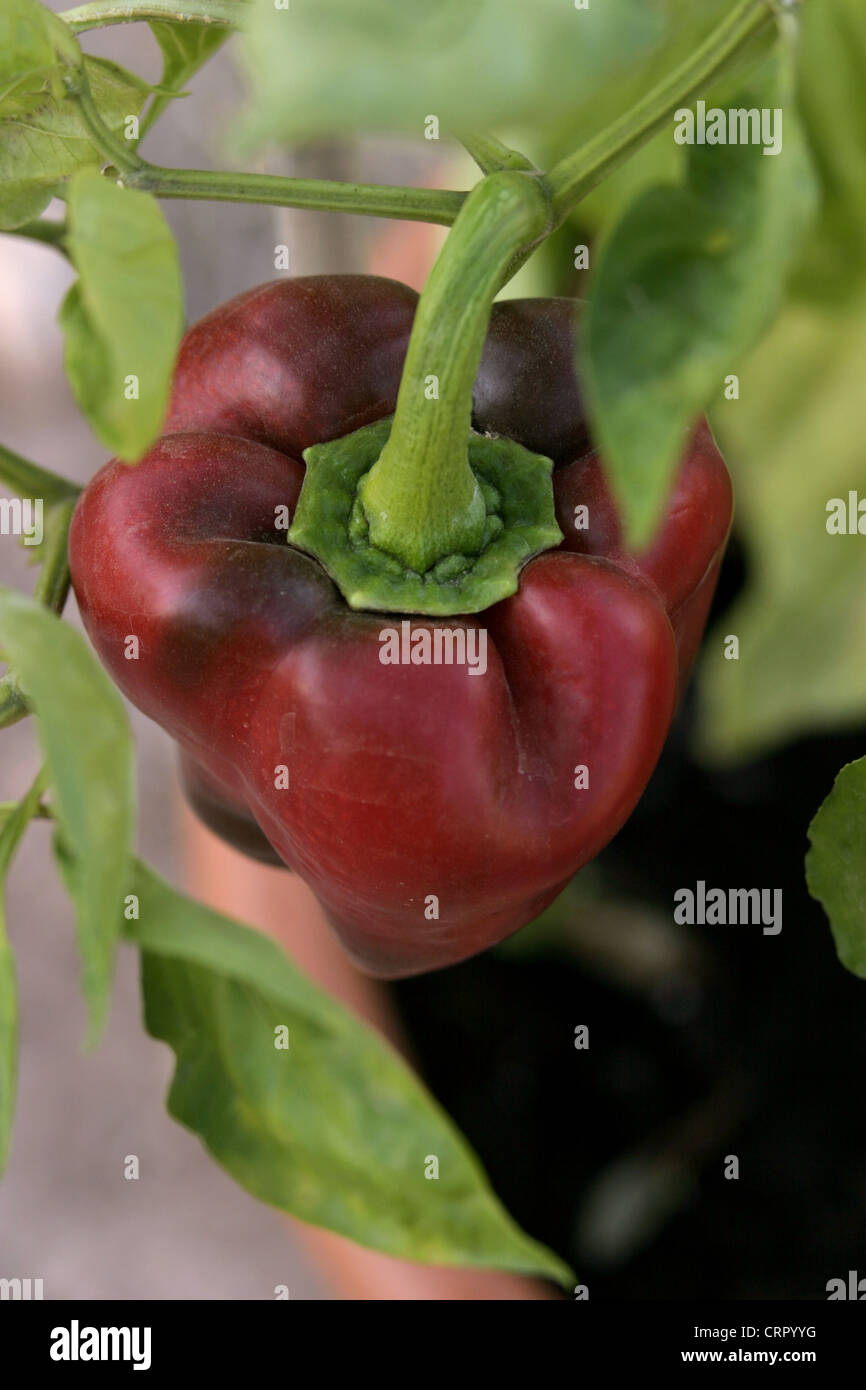 Capsicum annuum farming hi-res stock photography and images - Alamy