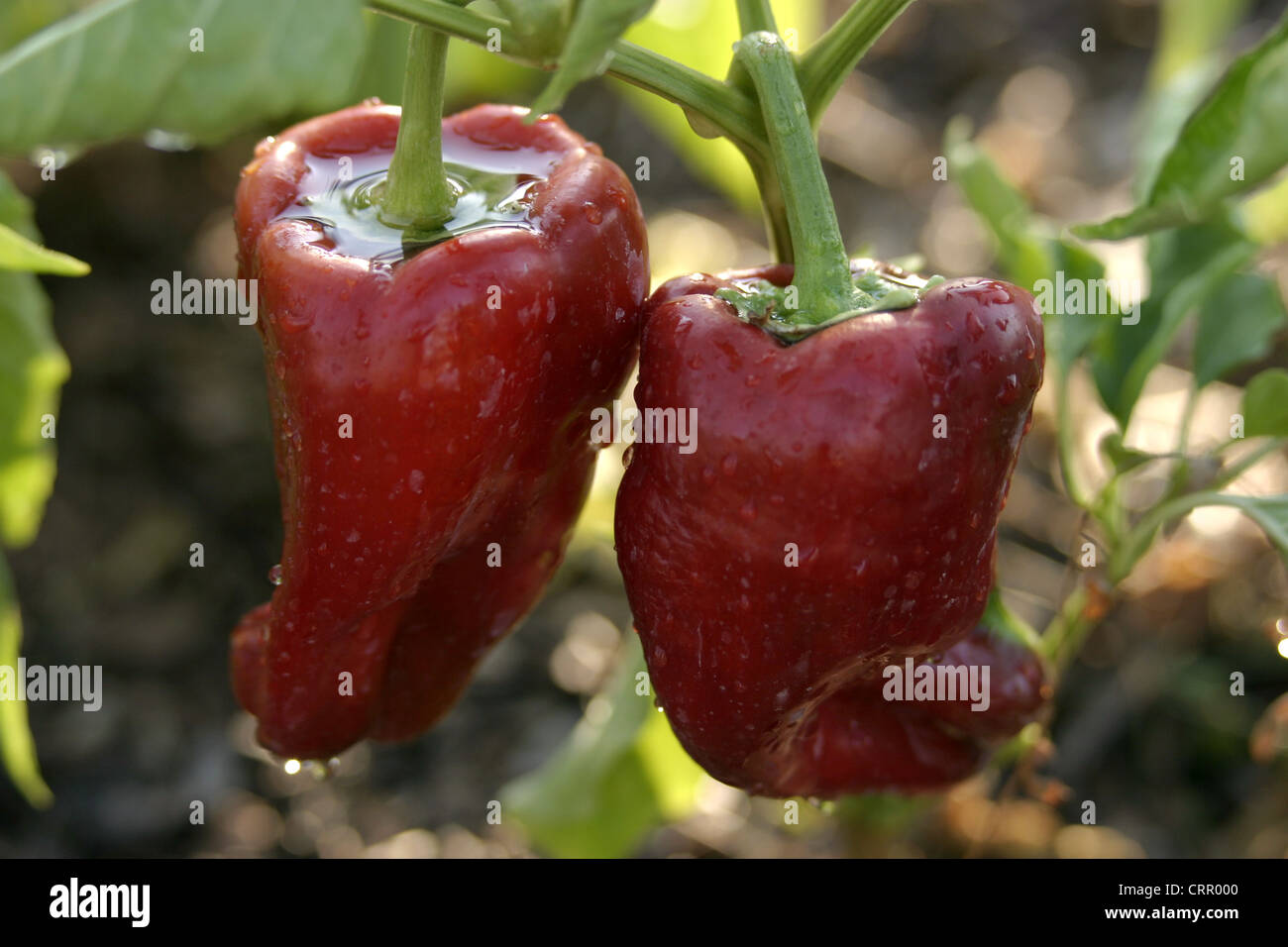 Capsicum annuum hi-res stock photography and images - Alamy