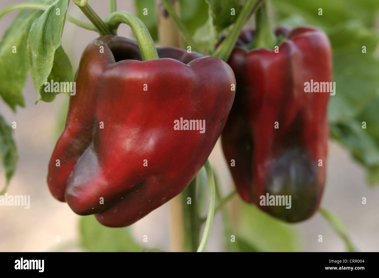 Bell pepper picture hi-res stock photography and images - Alamy