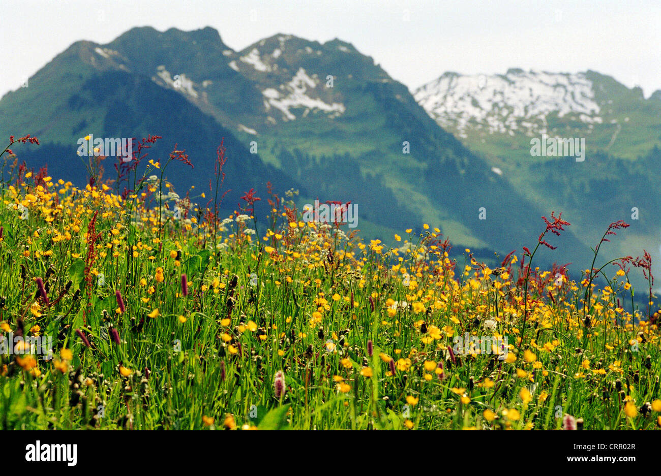 Alm in Gstaad, Switzerland Stock Photo - Alamy
