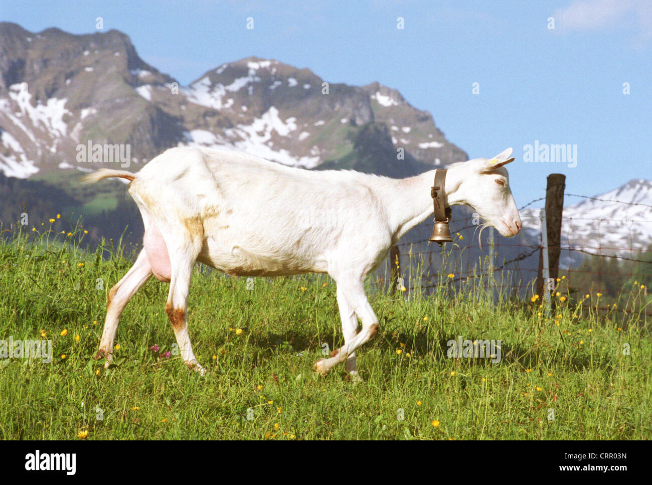 A swiss mountain goat hi-res stock photography and images - Alamy