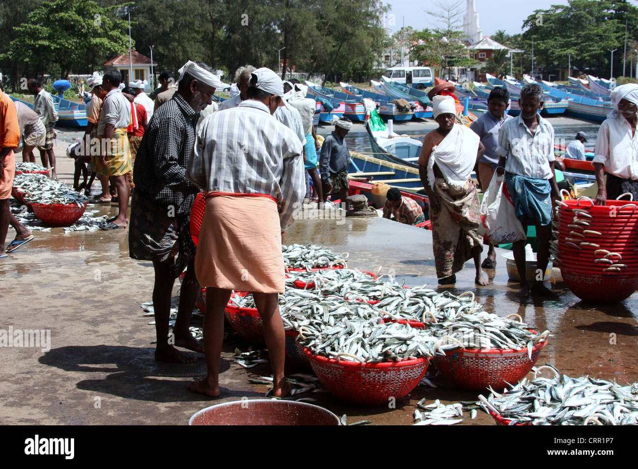Cochin Fish Market in Kerala Stock Photo - Alamy