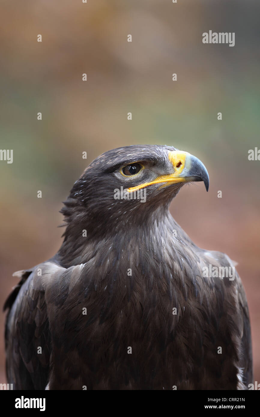 Steppe eagle - close-up portrait of this majestic bird Stock Photo - Alamy