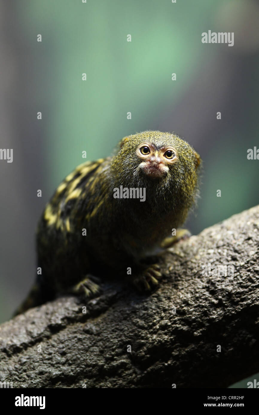 Cute Pygmy Marmoset