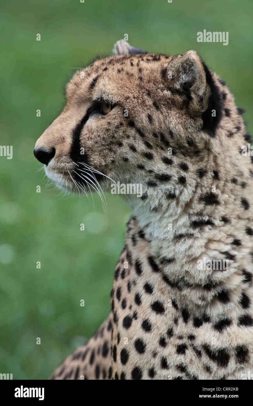 Cheetah Face Side View