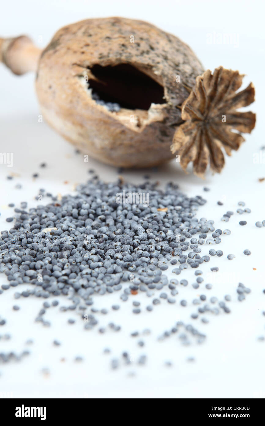 poppy head and poppy seed poured out on white surface Stock Photo - Alamy