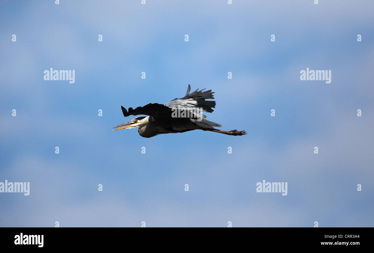 Grey heron flying in the sky Stock Photo - Alamy