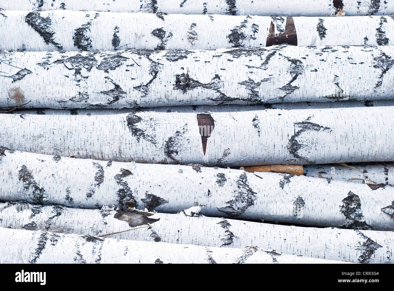 Birch logs hi-res stock photography and images - Alamy