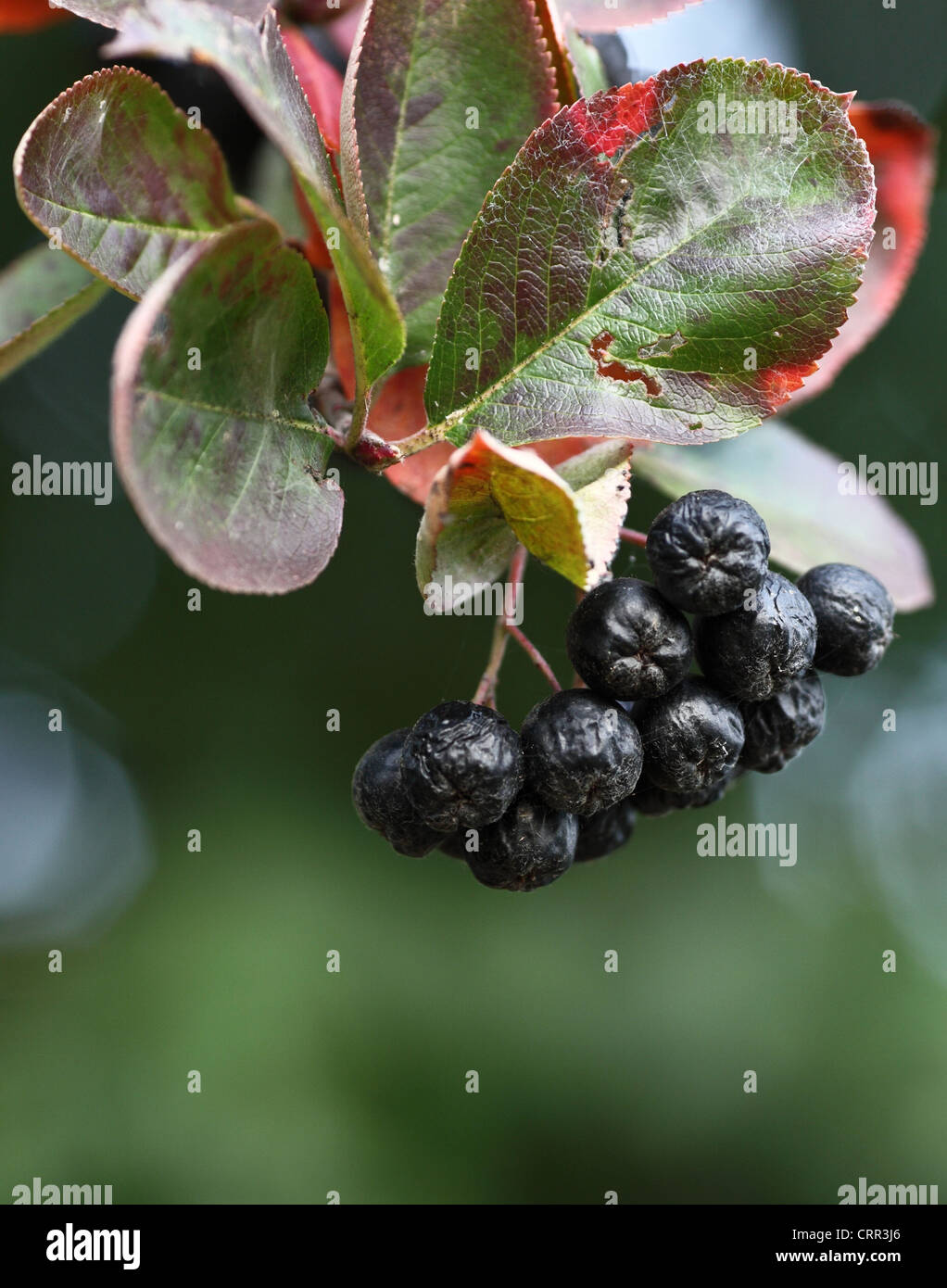Black ashberry/ Black rowan /Black chokeberry (Aronia melanocarpa ...
