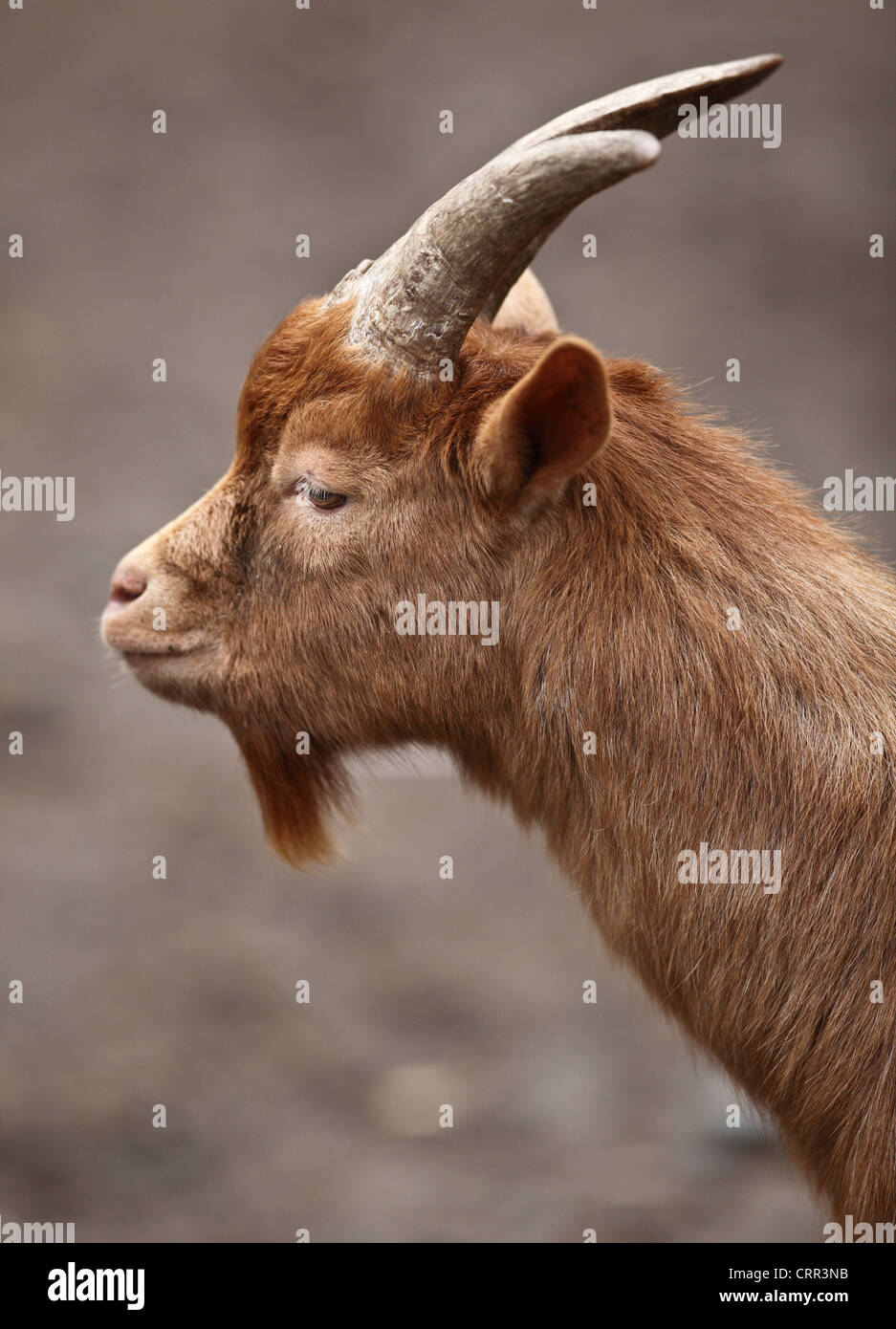 Goat with goatee and isolated hi-res stock photography and images - Alamy