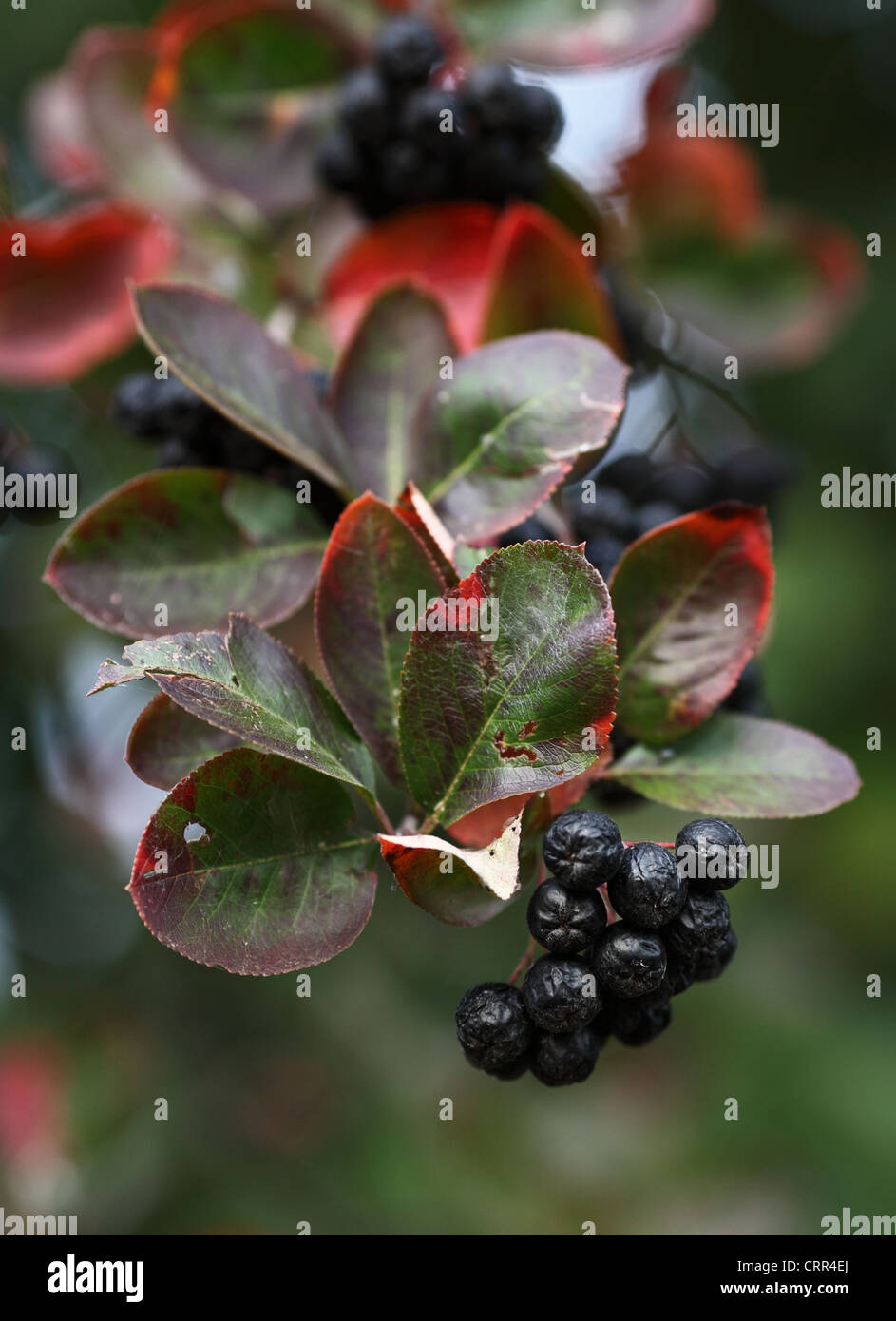 Rowan branches ripe fruits close hi-res stock photography and images ...