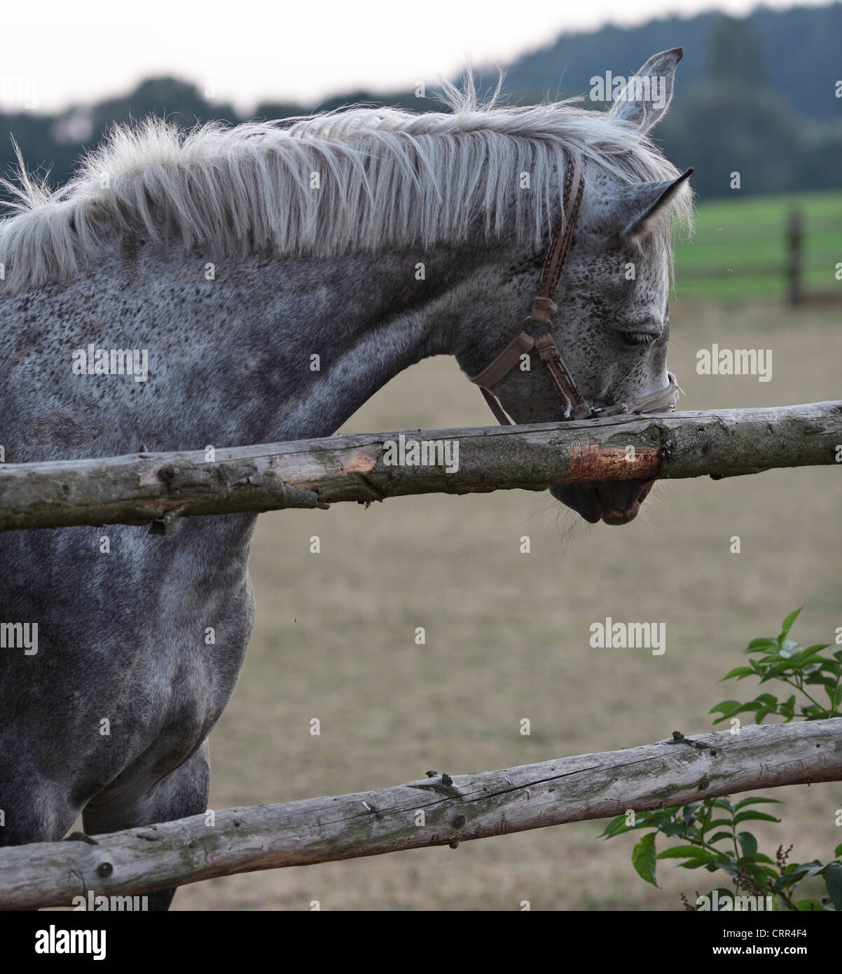 Gallop skip hi-res stock photography and images - Alamy