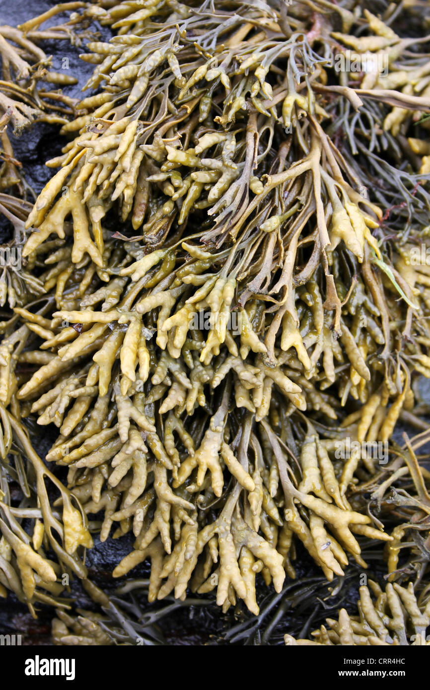 Channelled Wrack Pelvetia canaliculata Stock Photo - Alamy